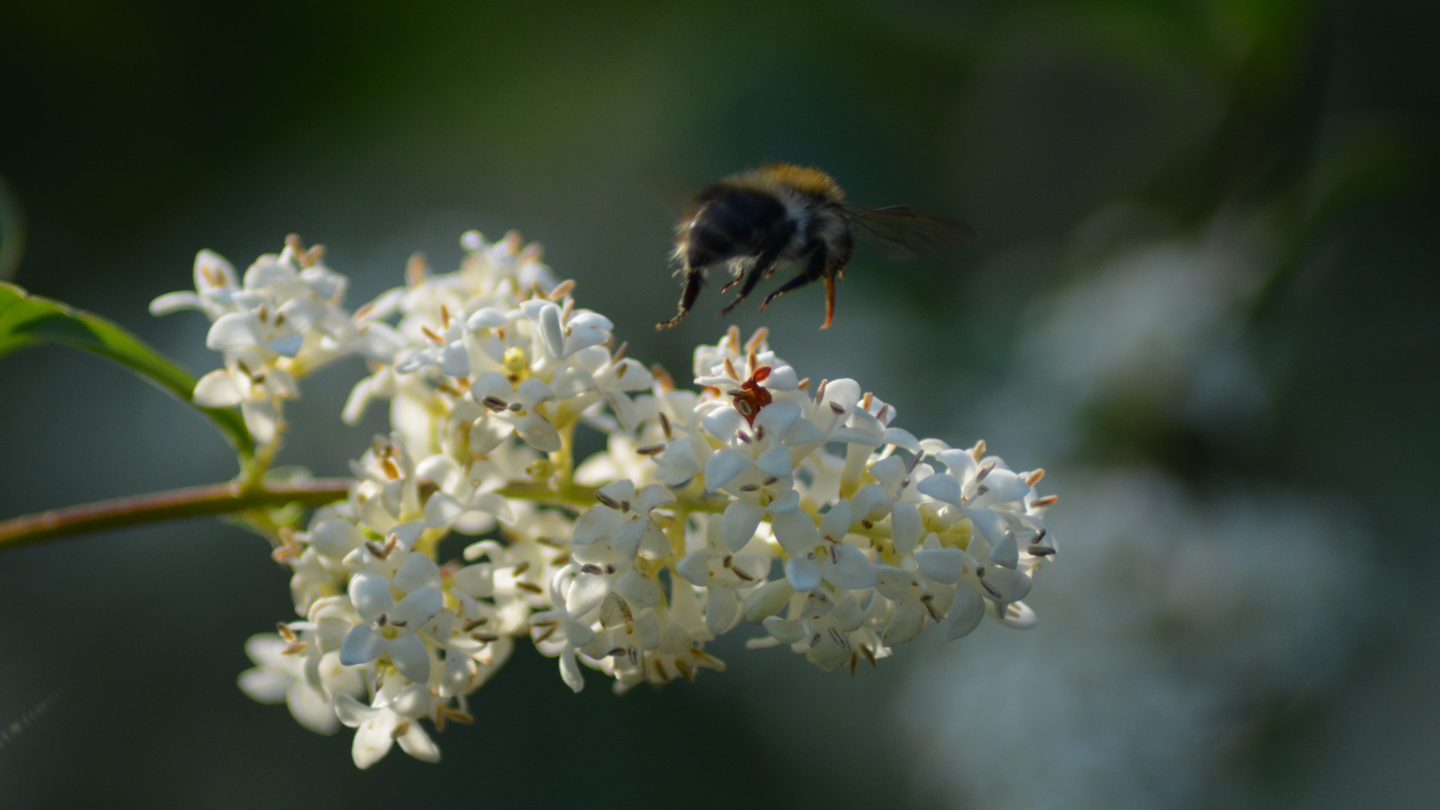 Amlitelimab(Amlitelimab) - 药物靶点：OX40L_在研适应症：中度特应性皮炎，重度特应性皮炎，乳糜泻_专利_临床_研发